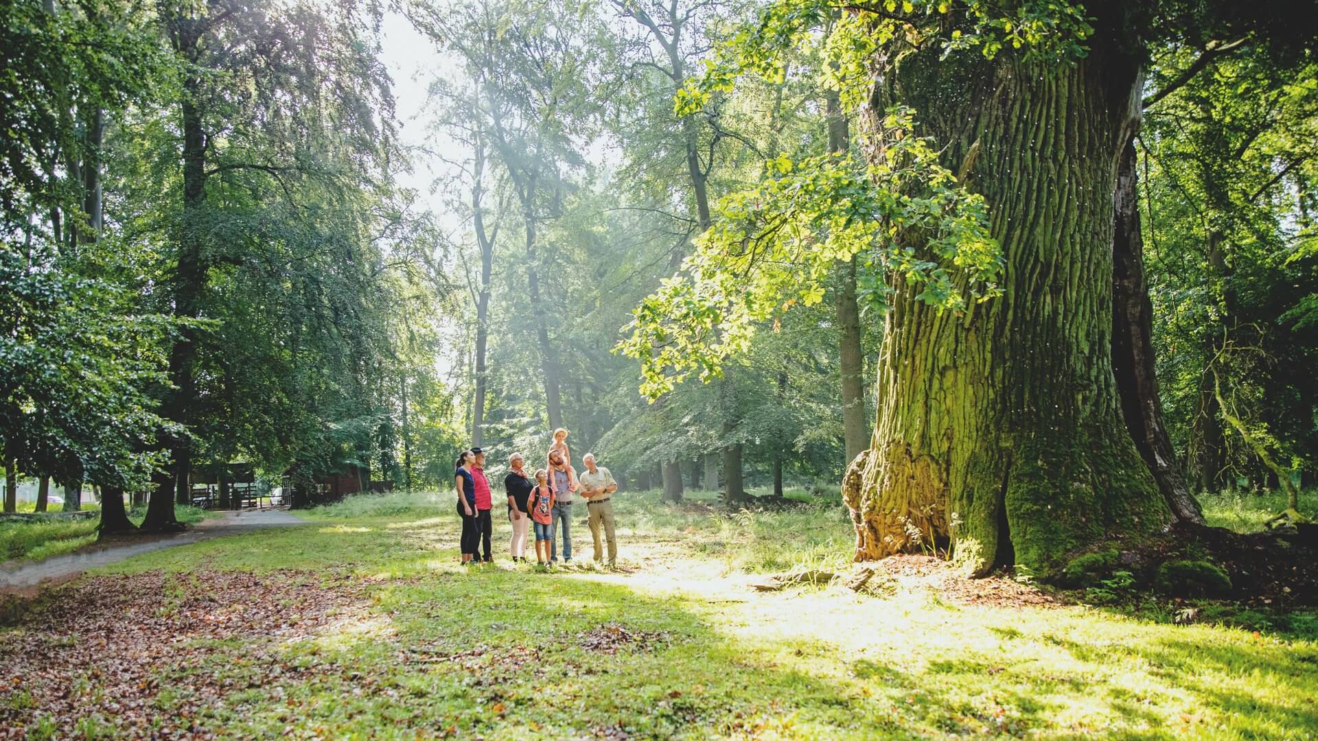 Ivenacker Eichen - Wald-MV